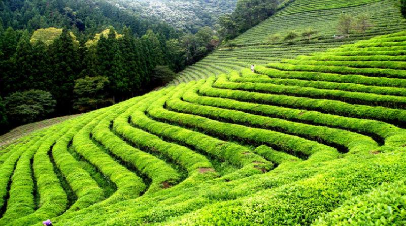 Ai Weiwei’s ‘Ton of Tea’: A Cultural Reflection – Sanjit Chudha